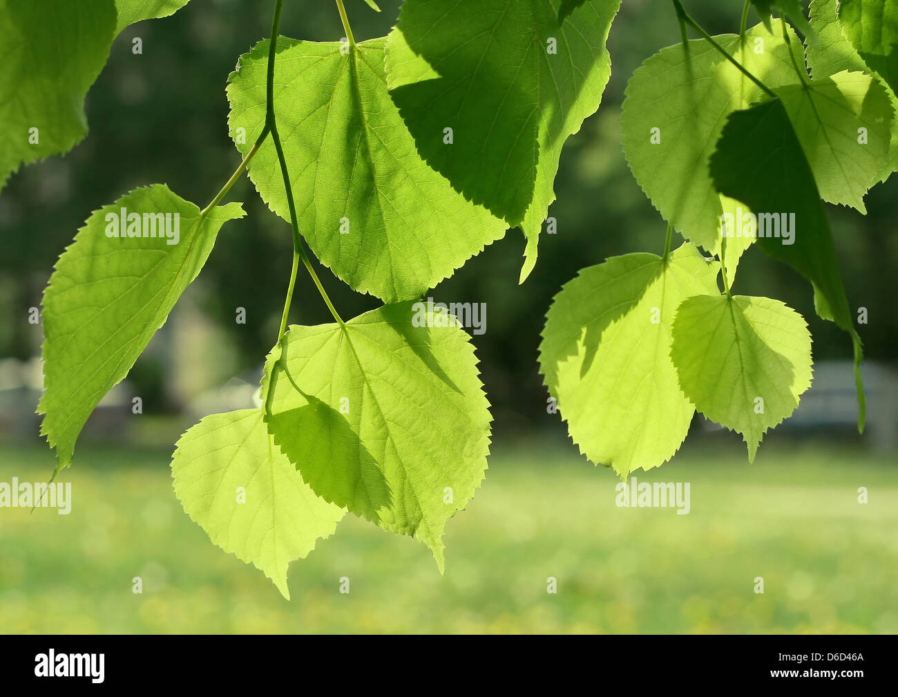 green spring leaves glowing in sunlight Stock Photo - Alamy