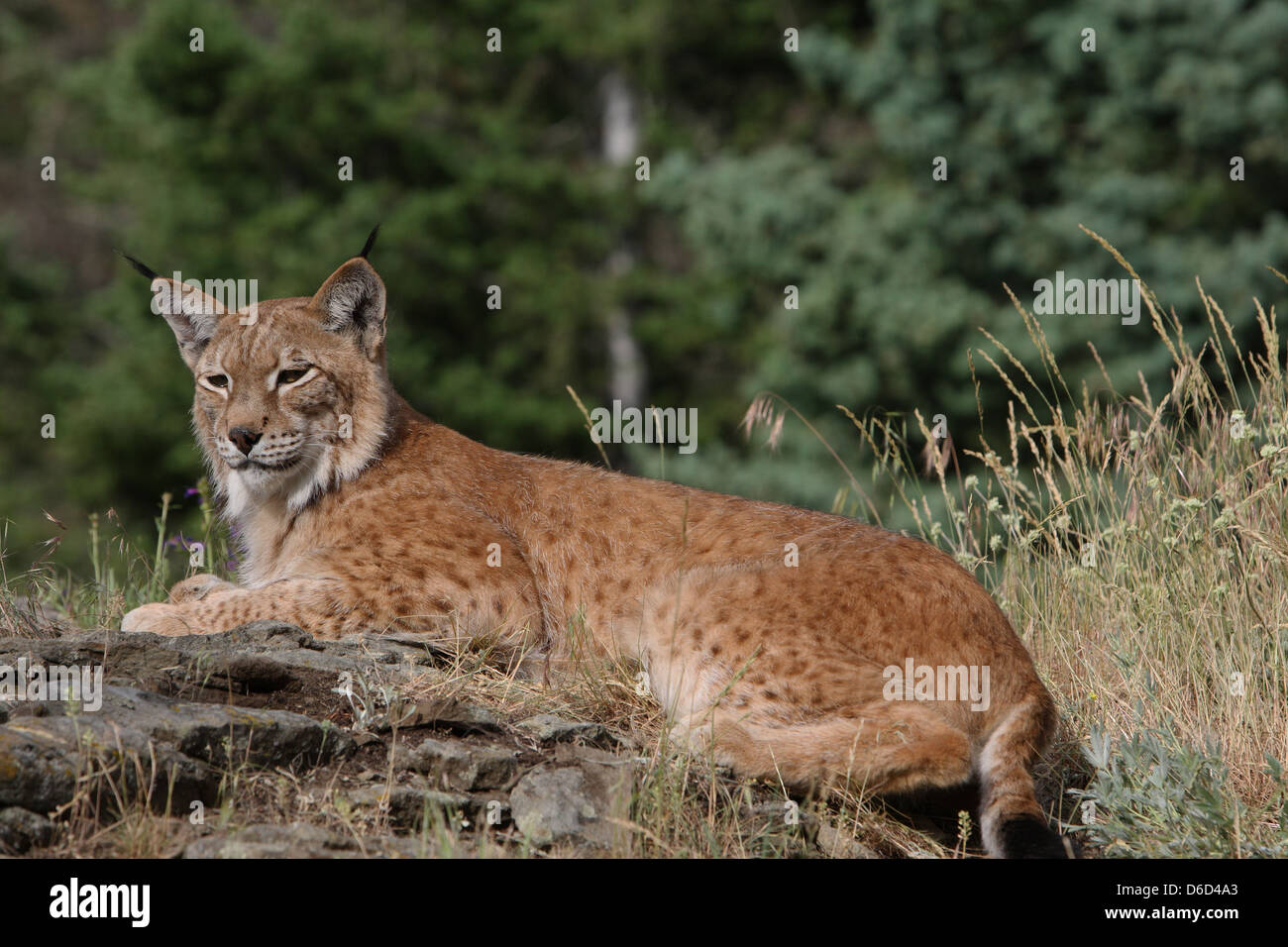 Savannah lynx hi-res stock photography and images - Alamy