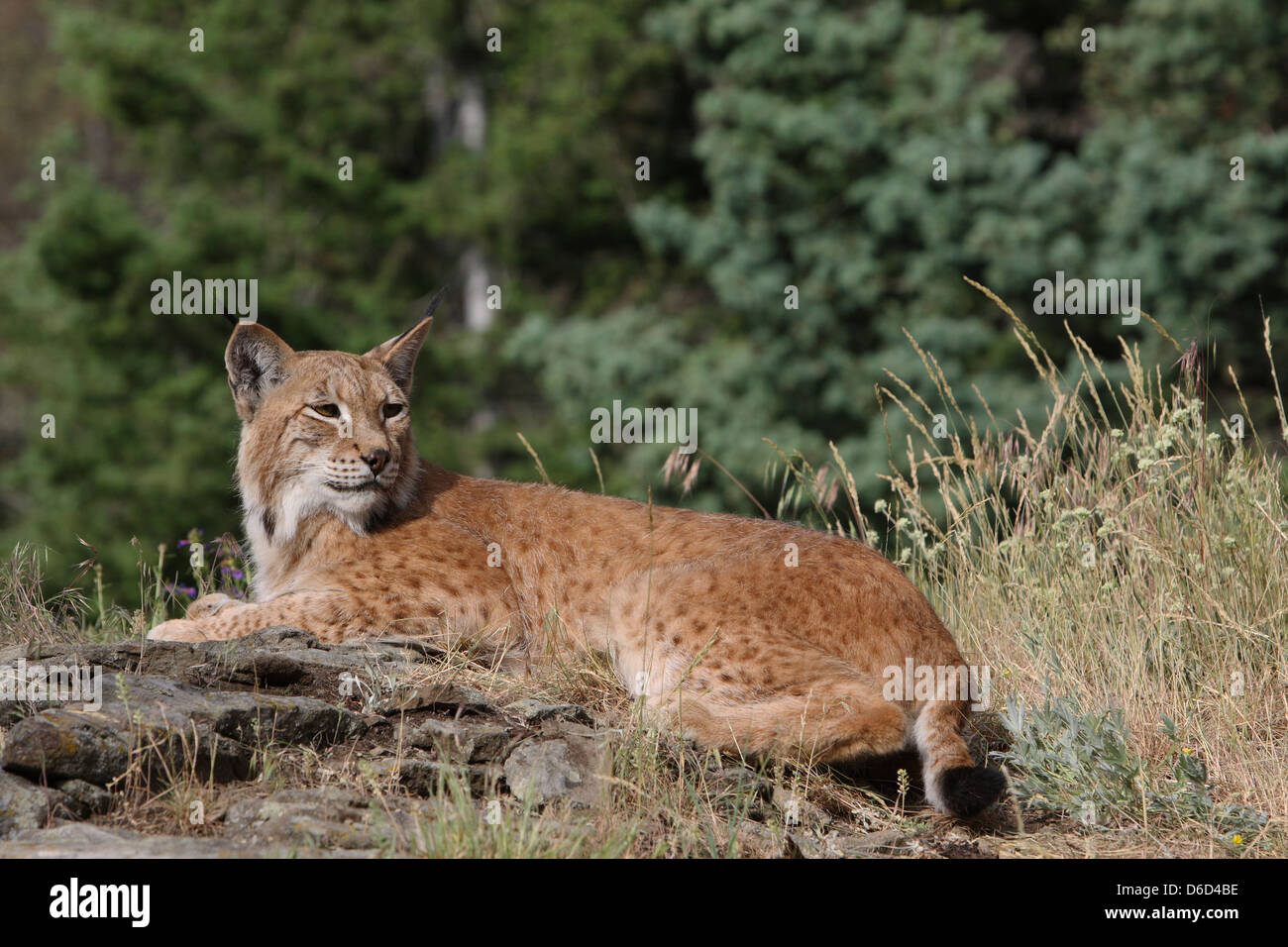 Lynx born hi-res stock photography and images - Alamy