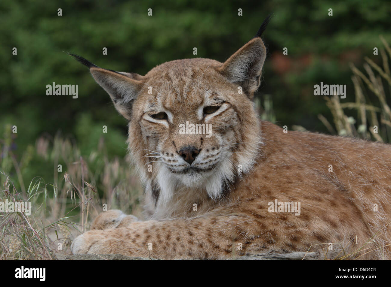 Savannah lynx hi-res stock photography and images - Alamy