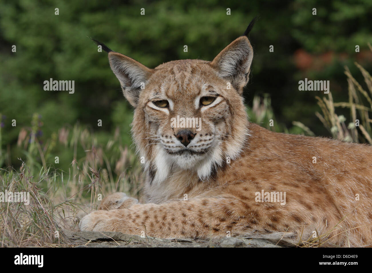 Savannah lynx hi-res stock photography and images - Alamy