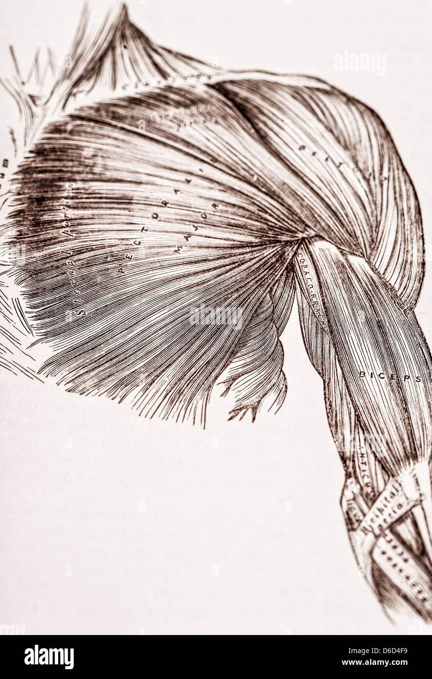 Shoulder muscle hi-res stock photography and images - Alamy