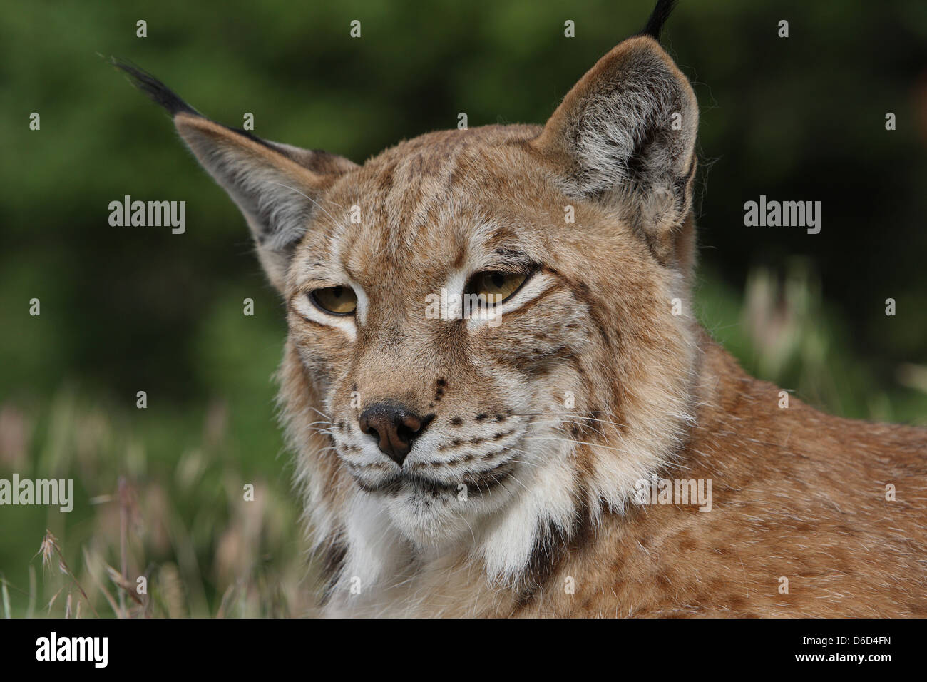 Lynx born hi-res stock photography and images - Alamy