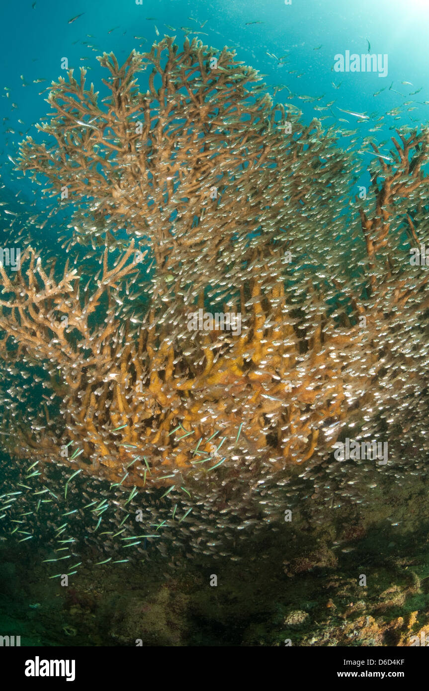Thousands of cardinalfish school under a massive coral head on a ...