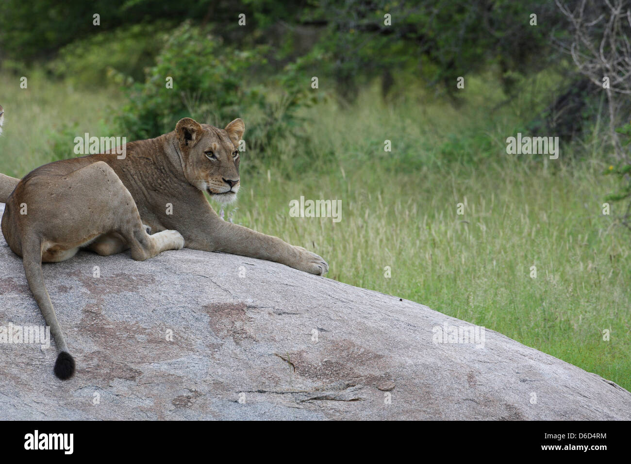 Lion s tail hi-res stock photography and images - Alamy