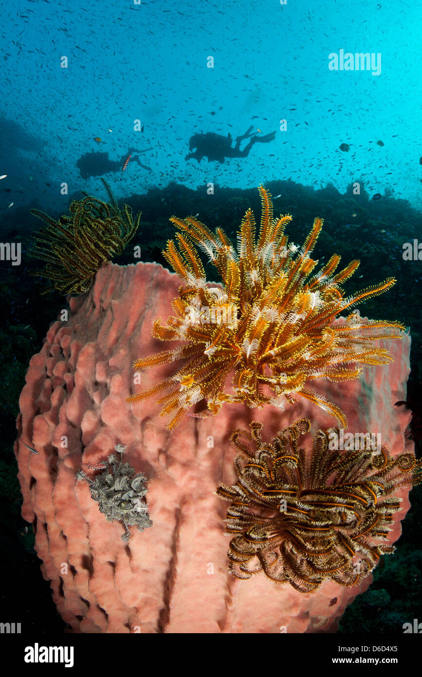 A pair of scuba divers swims above a massive barrel sponge covered in ...