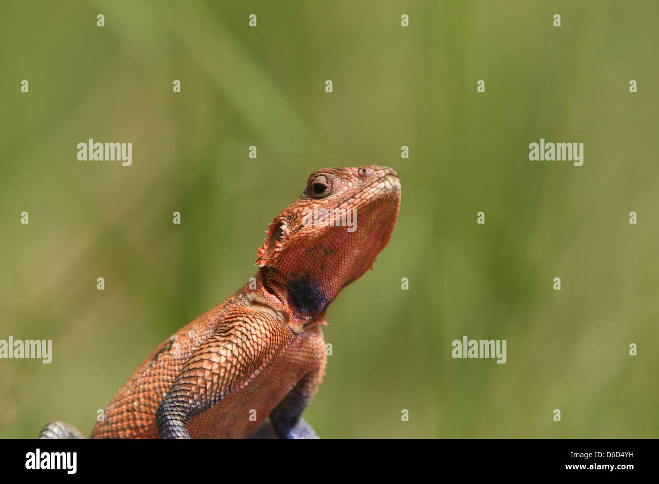 Insect eating lizards hi-res stock photography and images - Alamy