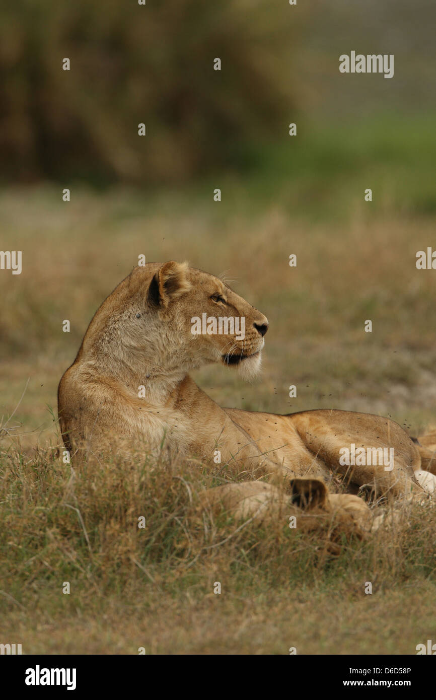 Elsa lioness born free hi-res stock photography and images - Alamy