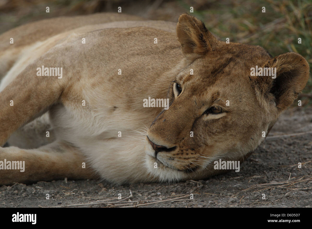 Elsa the lioness hi-res stock photography and images - Alamy