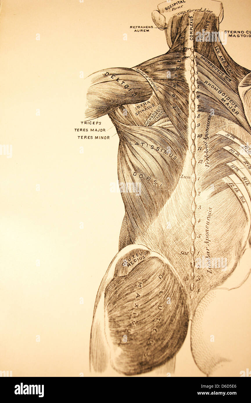 Back muscles anatomy hi-res stock photography and images - Alamy