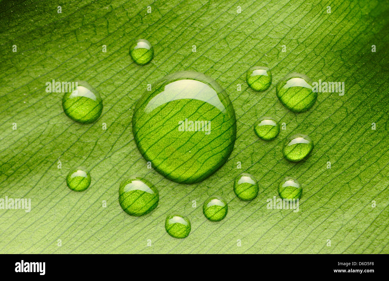 Water drops on leaf Stock Photo - Alamy