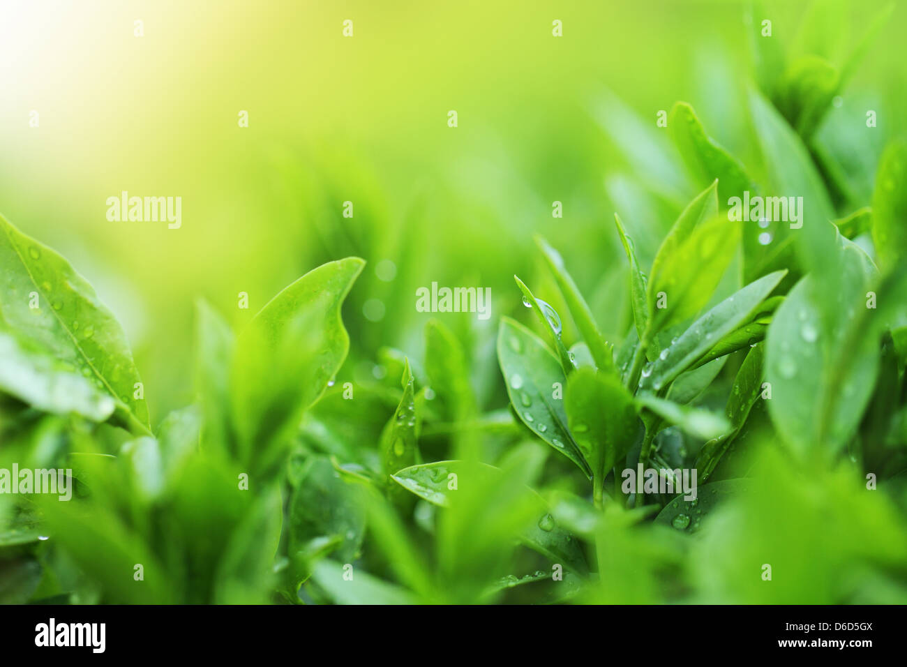 Tea plantation close up background Stock Photo - Alamy