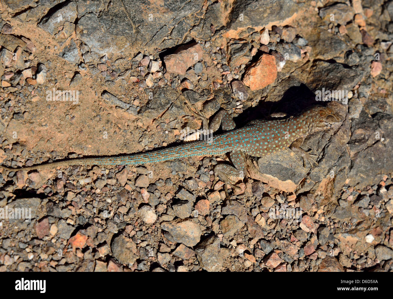 A Western Side-blotched lizard. Death Valley National Park, California ...