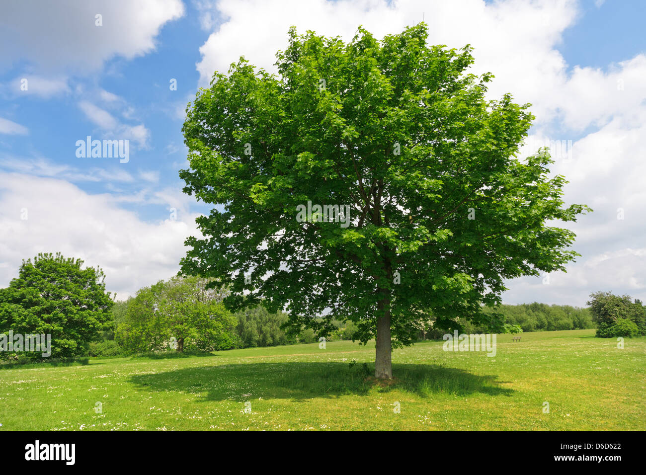 Beautiful park tree green hi-res stock photography and images - Alamy