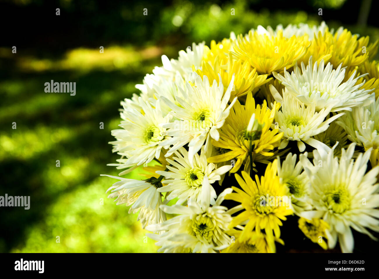 Beautiful mums hi-res stock photography and images - Alamy
