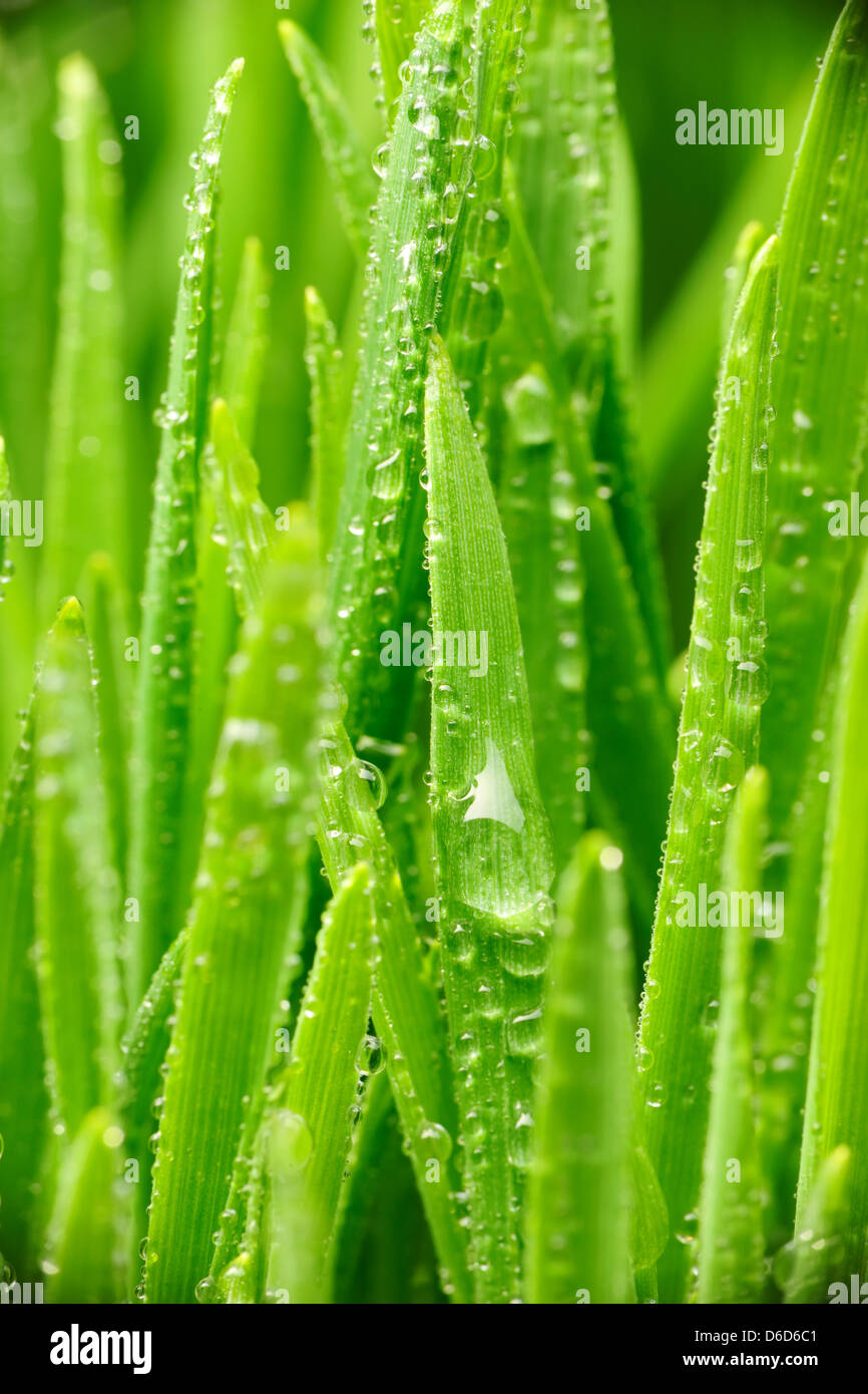 Water drops on grass Stock Photo - Alamy