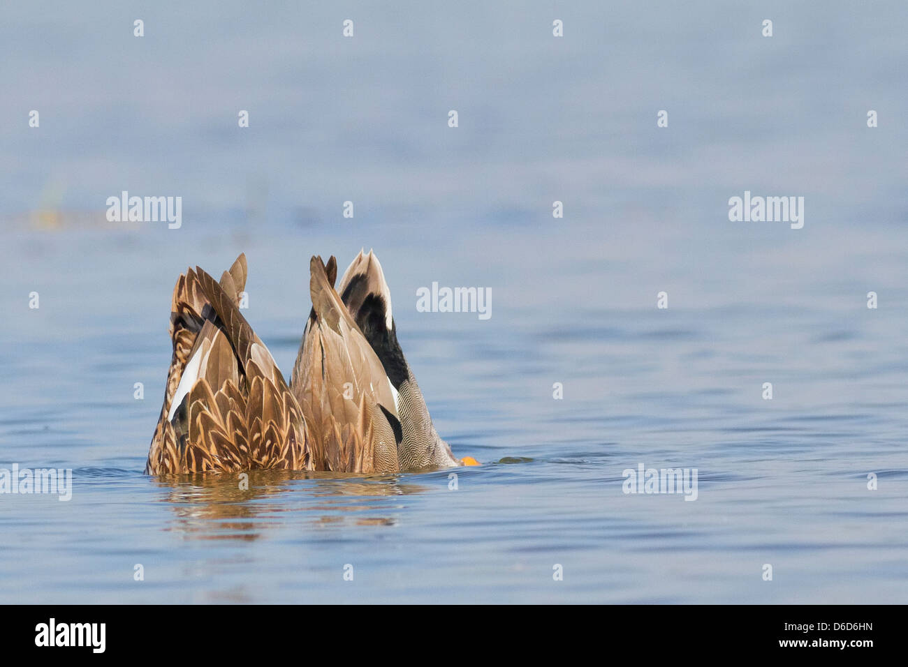 Gadwall foraging hi-res stock photography and images - Alamy