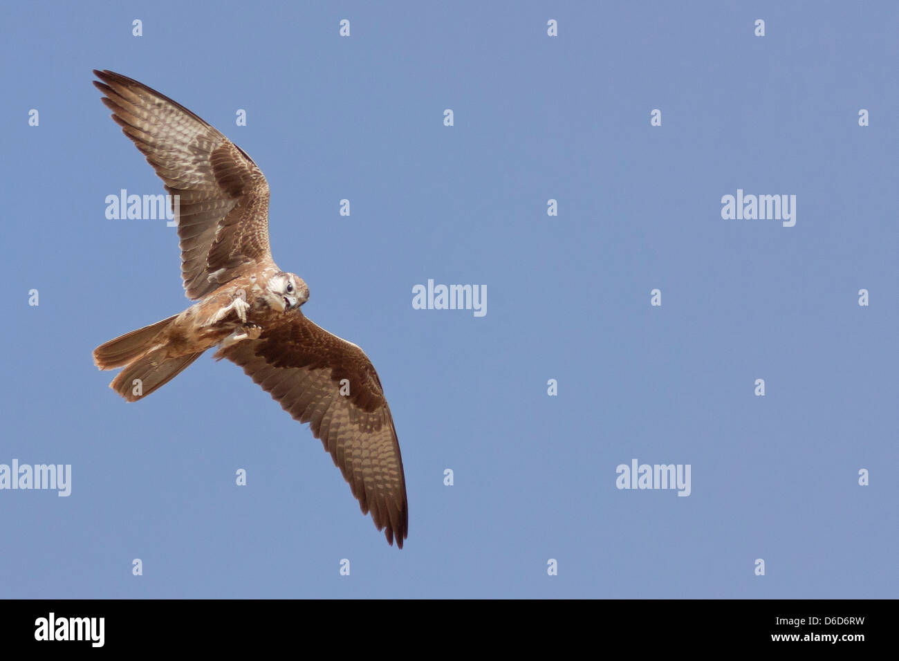 Falcon prey catching hi-res stock photography and images - Alamy