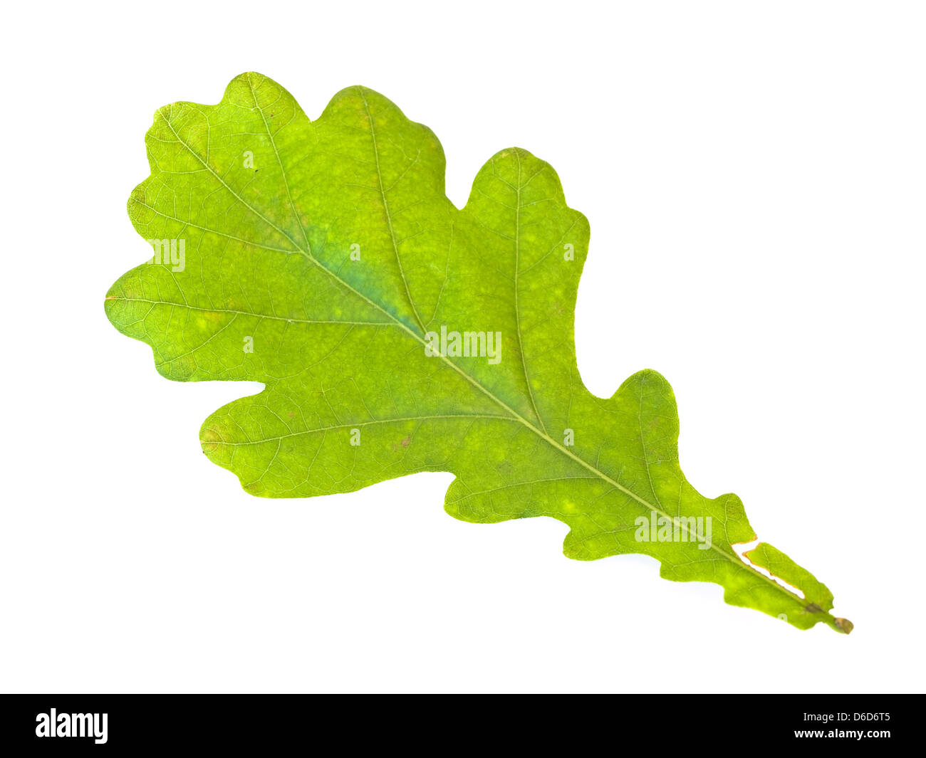 Oak leaf shape hi-res stock photography and images - Alamy