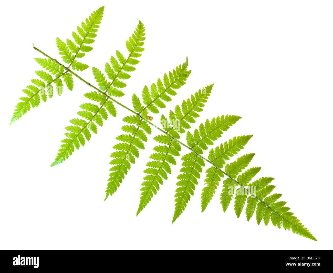 Fern leaf hi-res stock photography and images - Alamy
