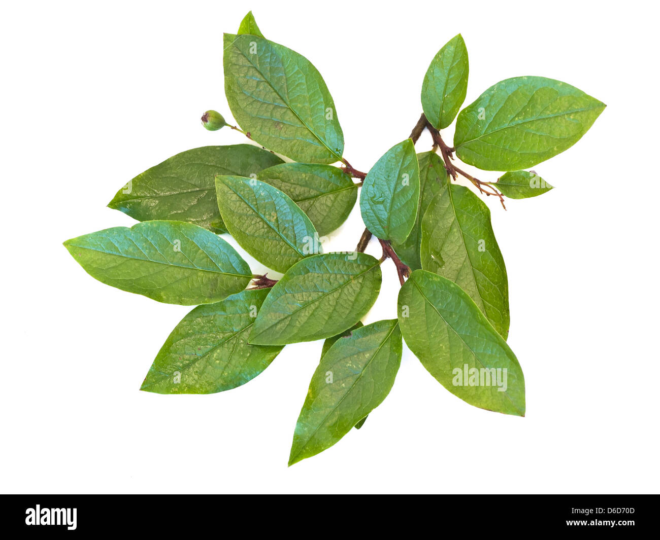Branchlet hi-res stock photography and images - Alamy