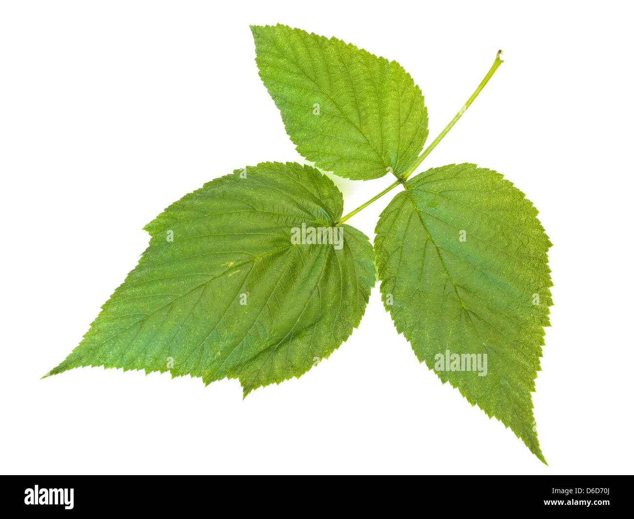 Raspberry leaf hi-res stock photography and images - Alamy