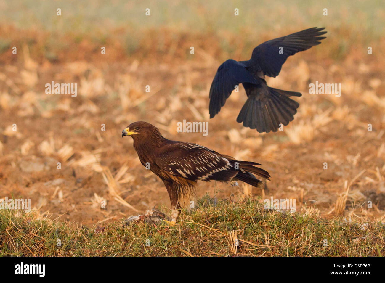 Crow mobbing a Greater Spotted Eagle Stock Photo - Alamy