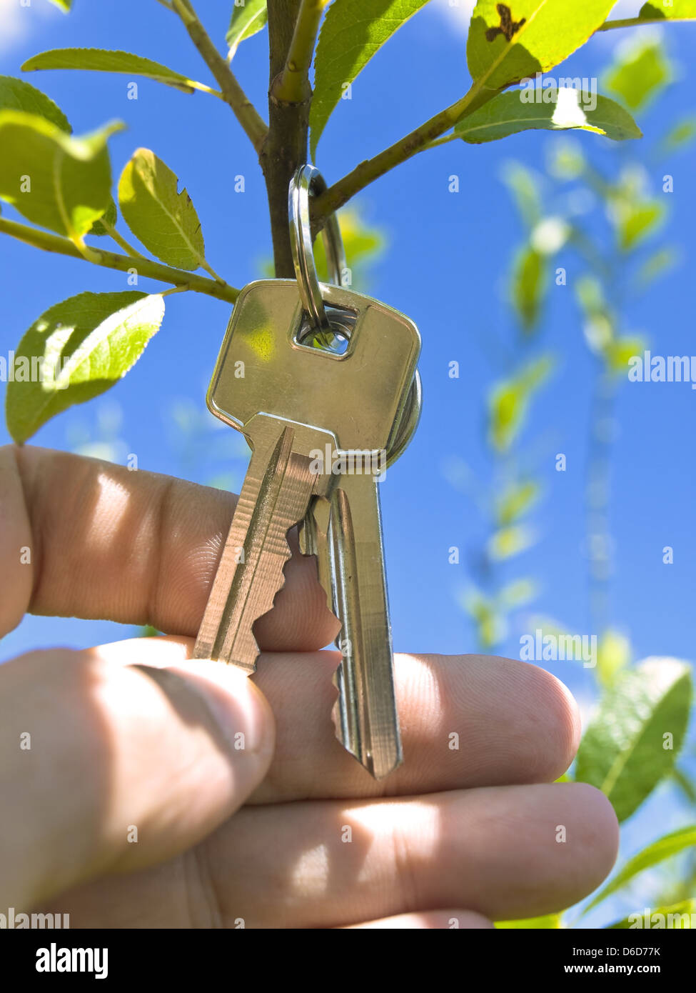 Key at branch Stock Photo - Alamy