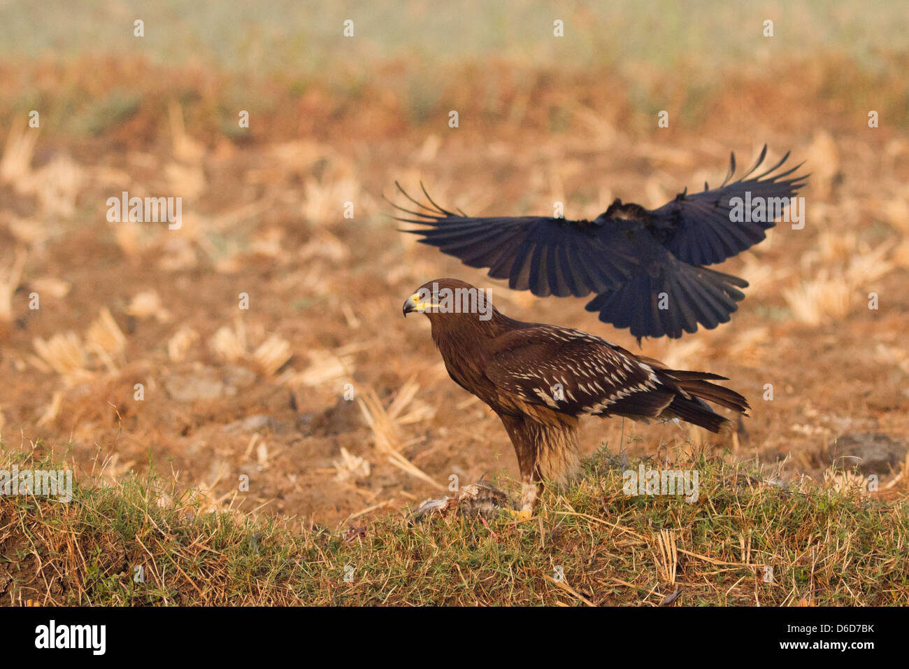 Crow mobbing a Greater Spotted Eagle Stock Photo - Alamy