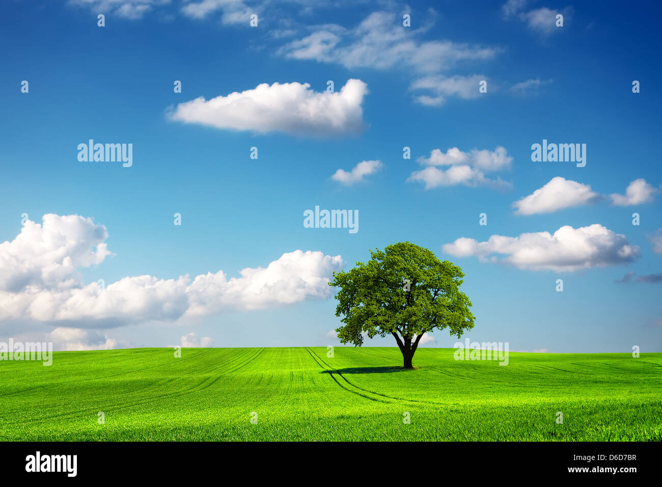 Oak tree and ecology landscape Stock Photo - Alamy