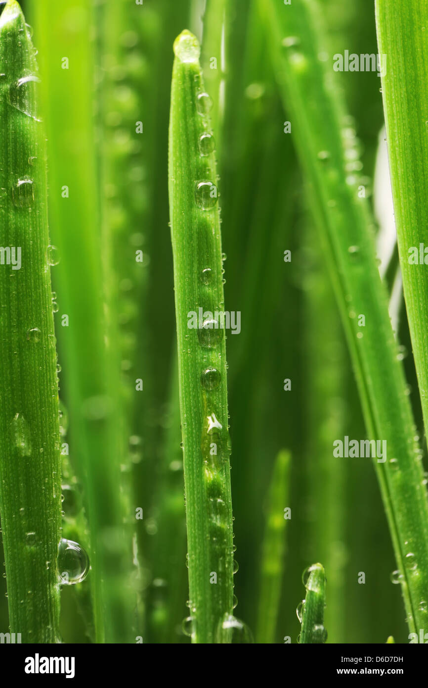 Water drops on grass Stock Photo - Alamy