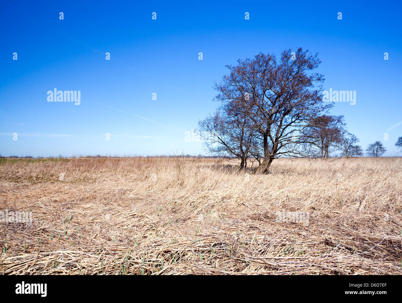 Tree at horizon hi-res stock photography and images - Alamy