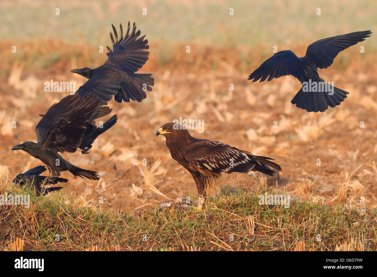 Birds mobbing hi-res stock photography and images - Alamy