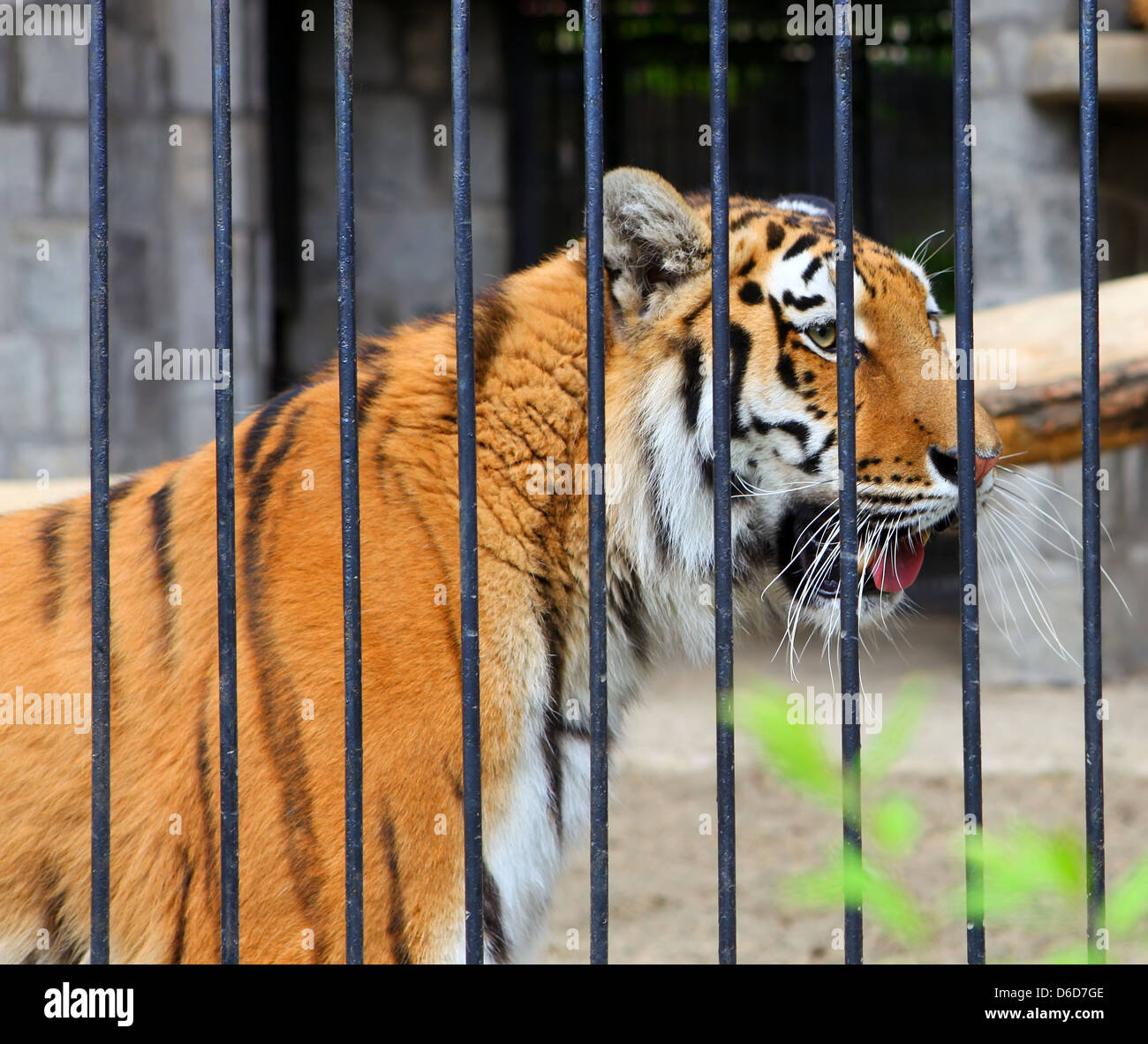 Tiger at zoo hi-res stock photography and images - Alamy
