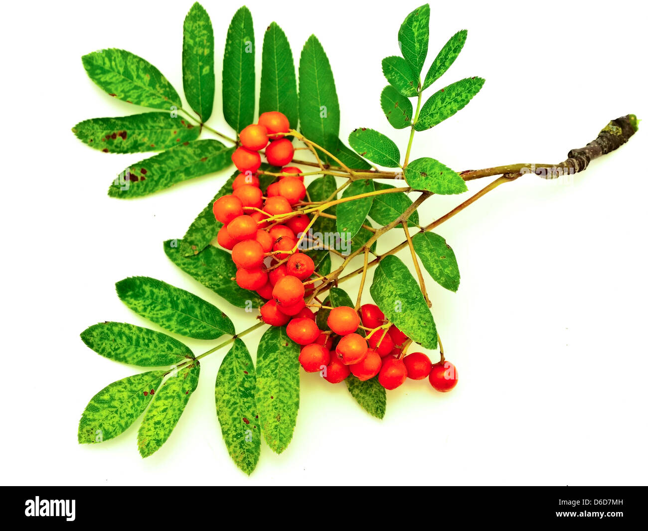Ashberry fruit hi-res stock photography and images - Alamy