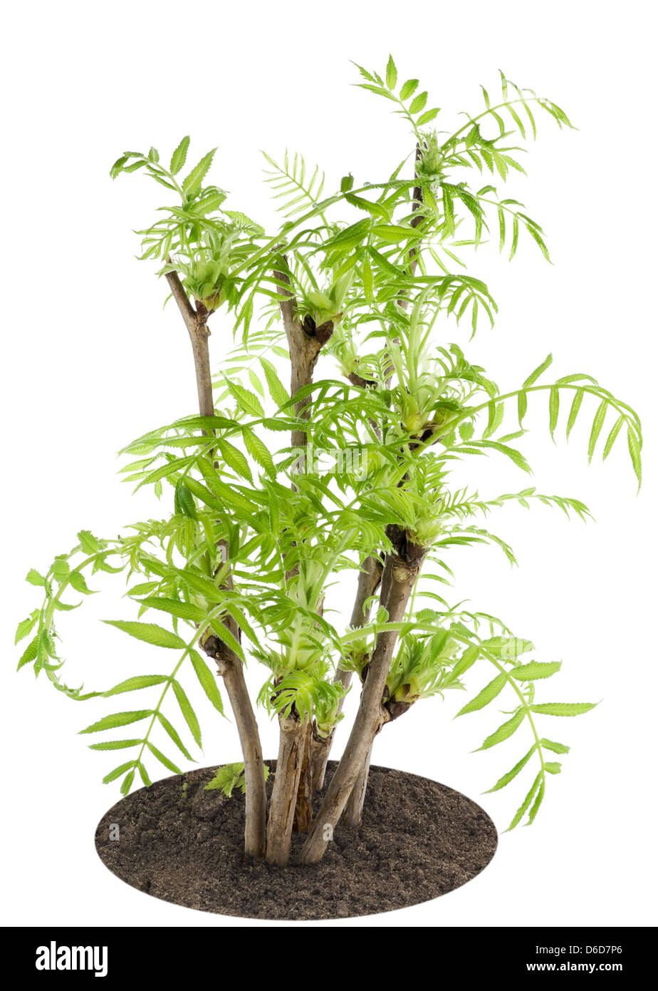 Young spring bush sapling on bed Stock Photo - Alamy