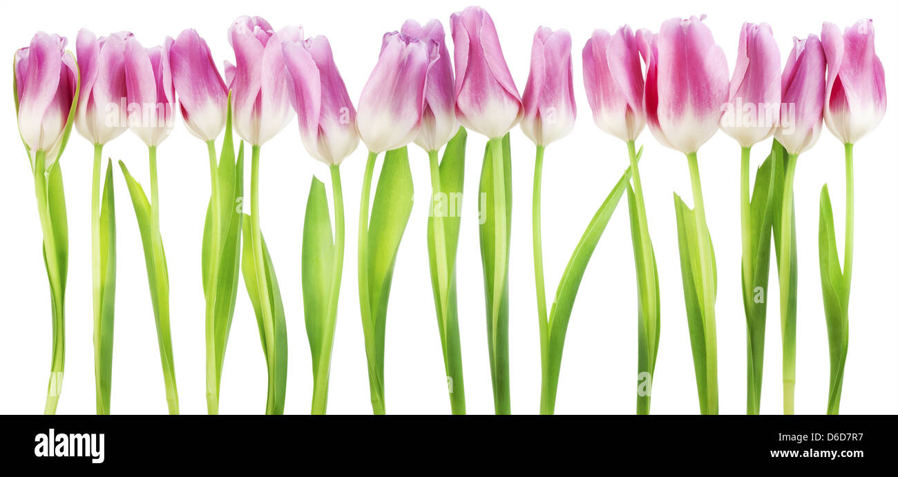 Isolated border from pink tulips Stock Photo - Alamy