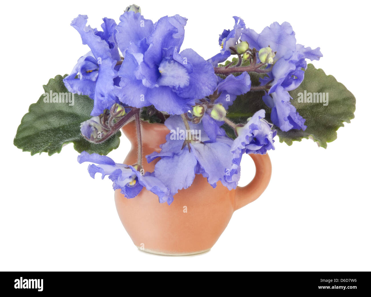 Blue violets hi-res stock photography and images - Alamy