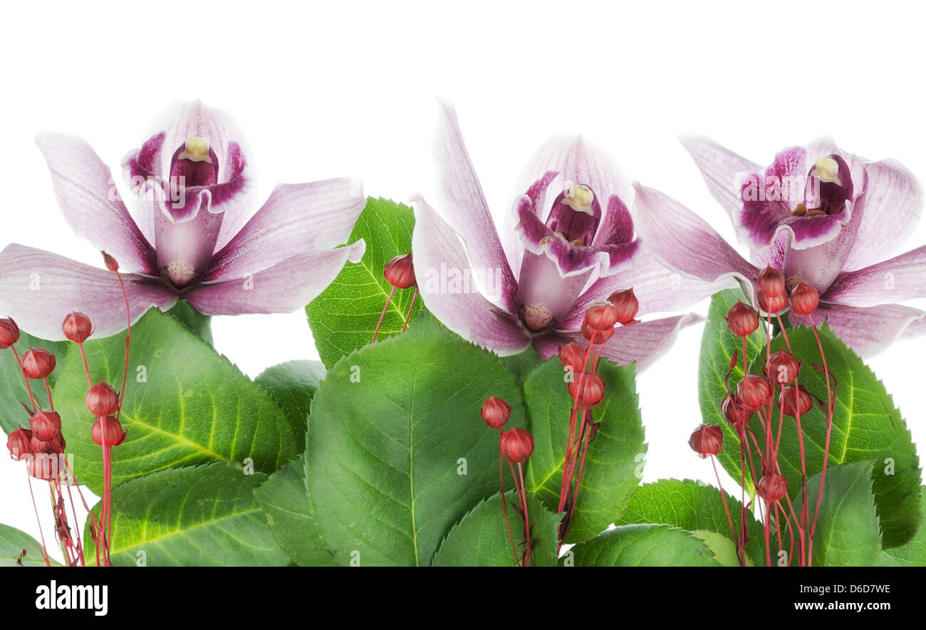 Border from purple orchids Stock Photo - Alamy