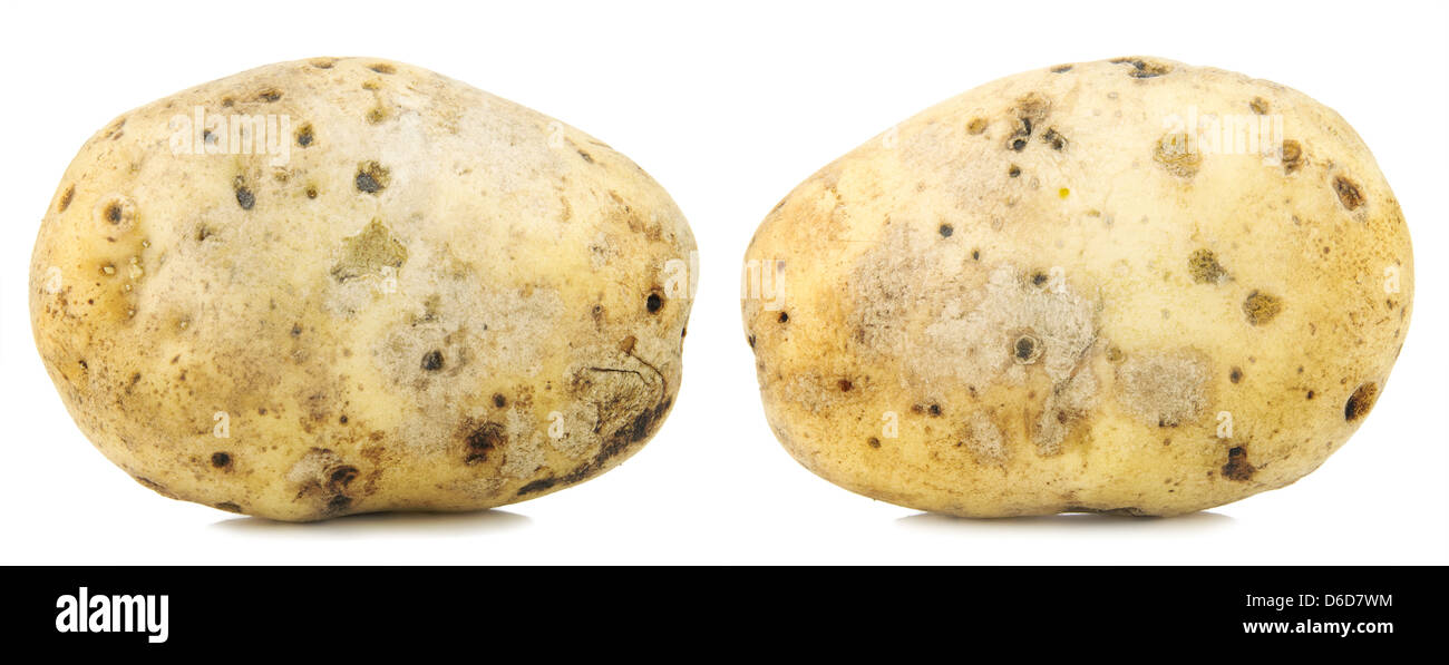 Big yellow potato macro Stock Photo - Alamy