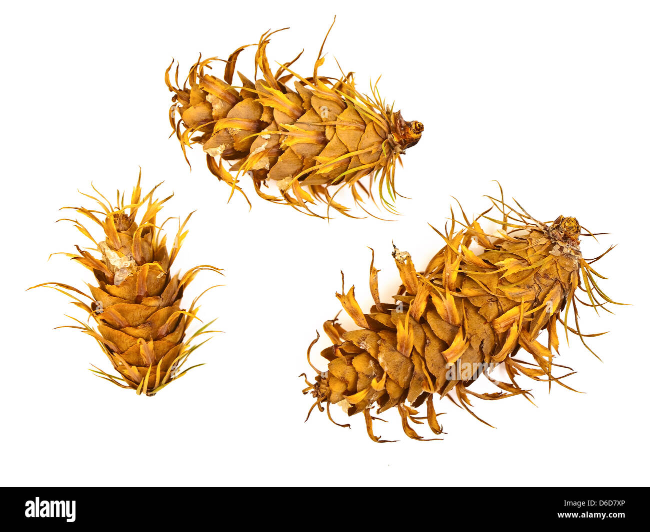 Dried cones Cut Out Stock Images & Pictures - Alamy