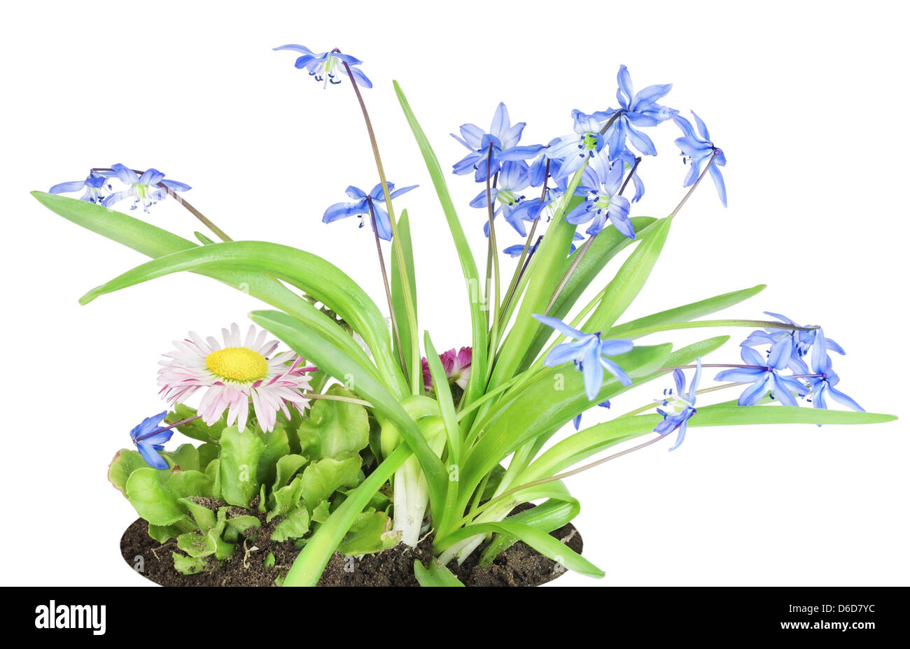 Small snowdrops hi-res stock photography and images - Alamy