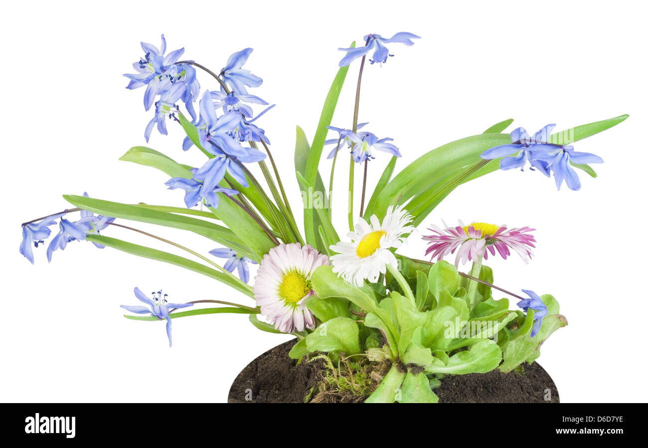 Daisy on hi-res stock photography and images - Alamy