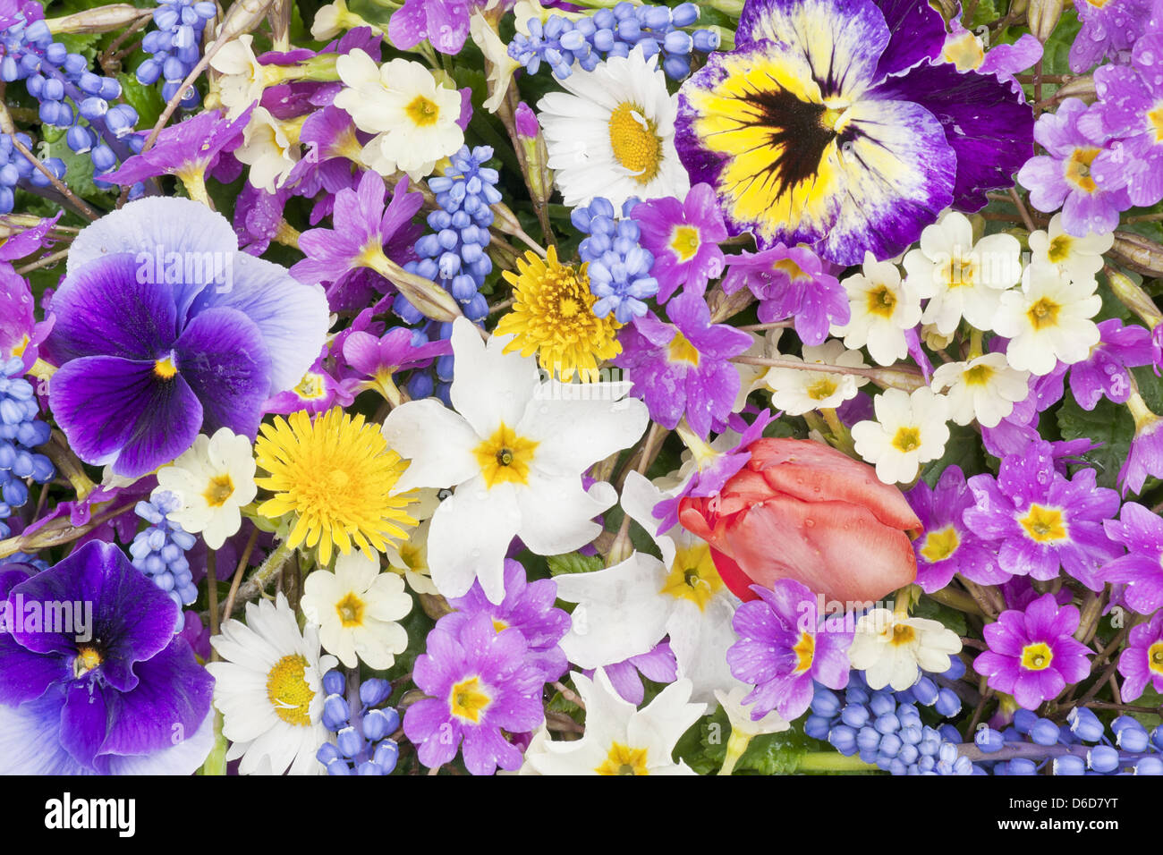 Springs flowers after the rain background Stock Photo - Alamy