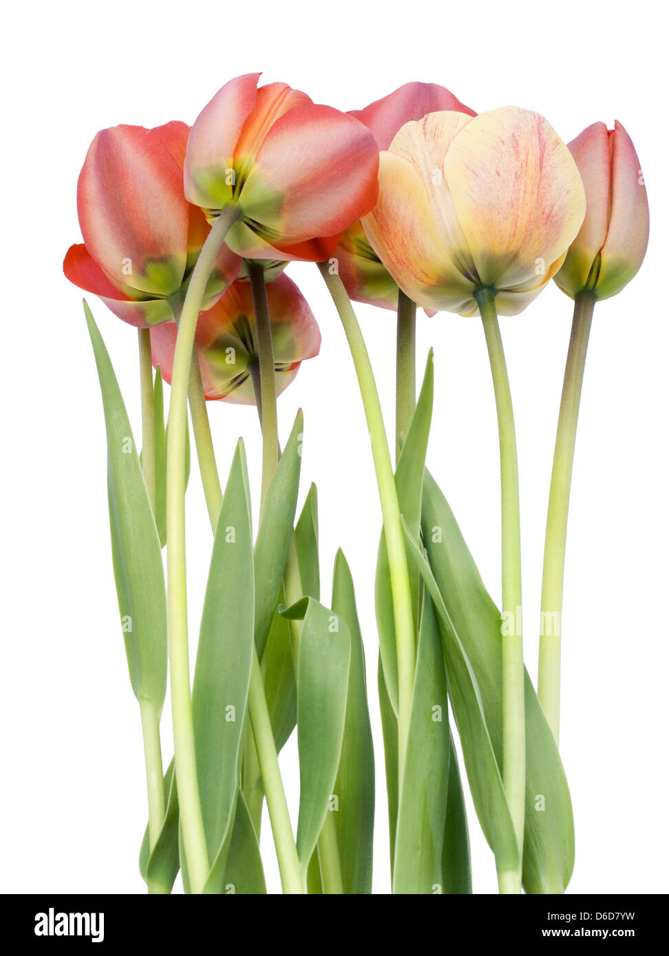 First spring red tulips back view Stock Photo - Alamy