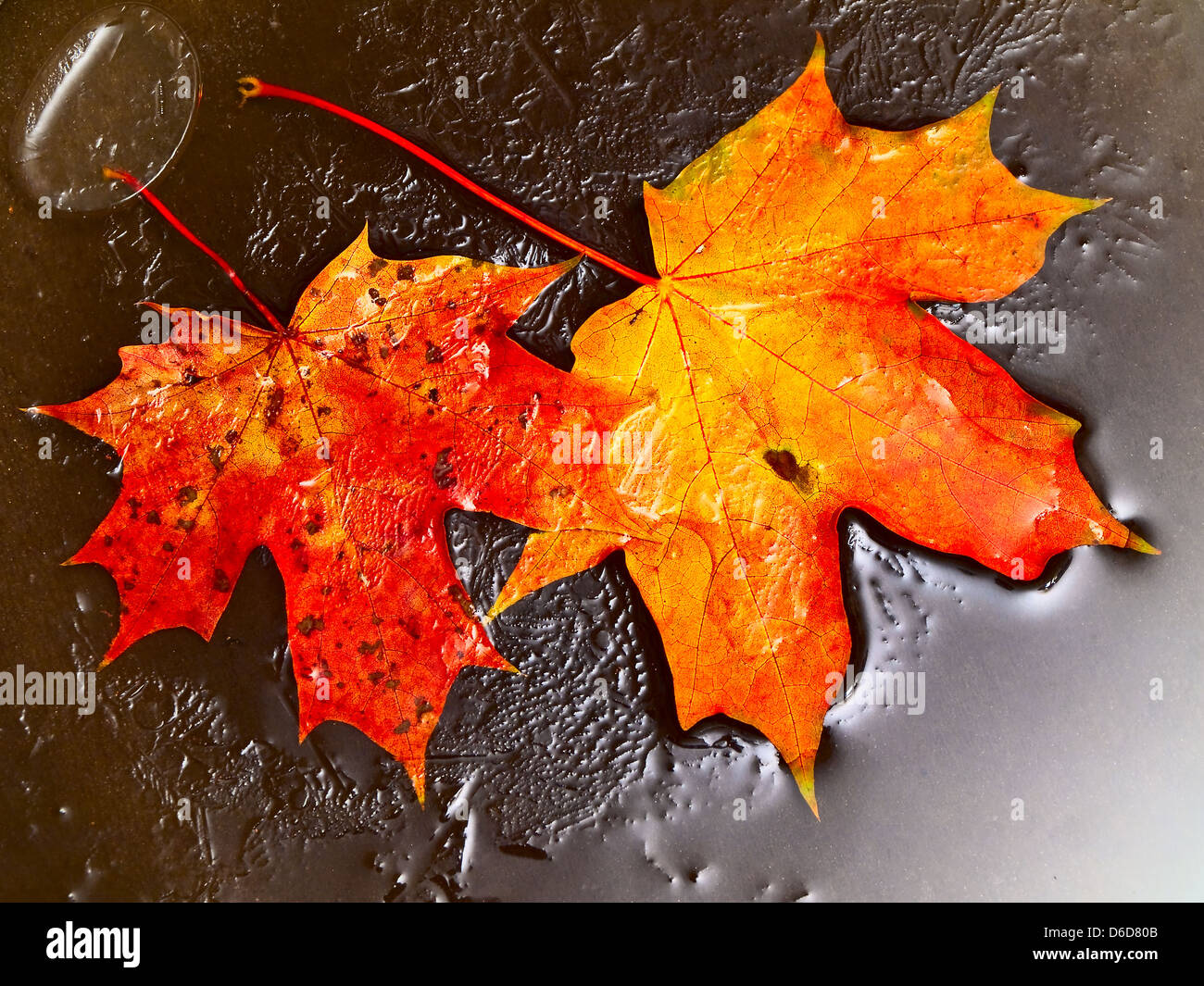 Frosted maple leaves hi-res stock photography and images - Alamy