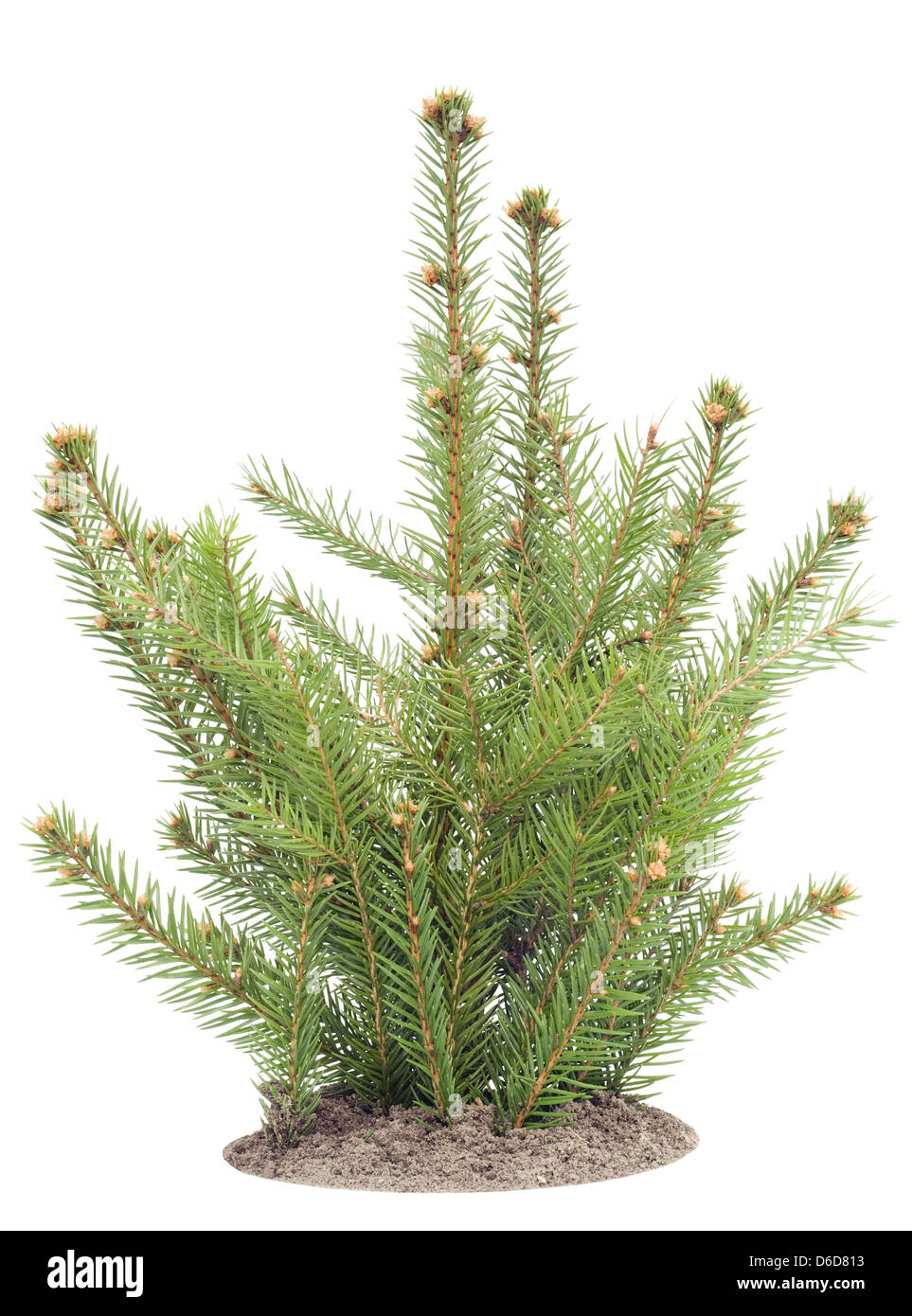 Young sapling, sprouts a fur-trees on bed Stock Photo - Alamy