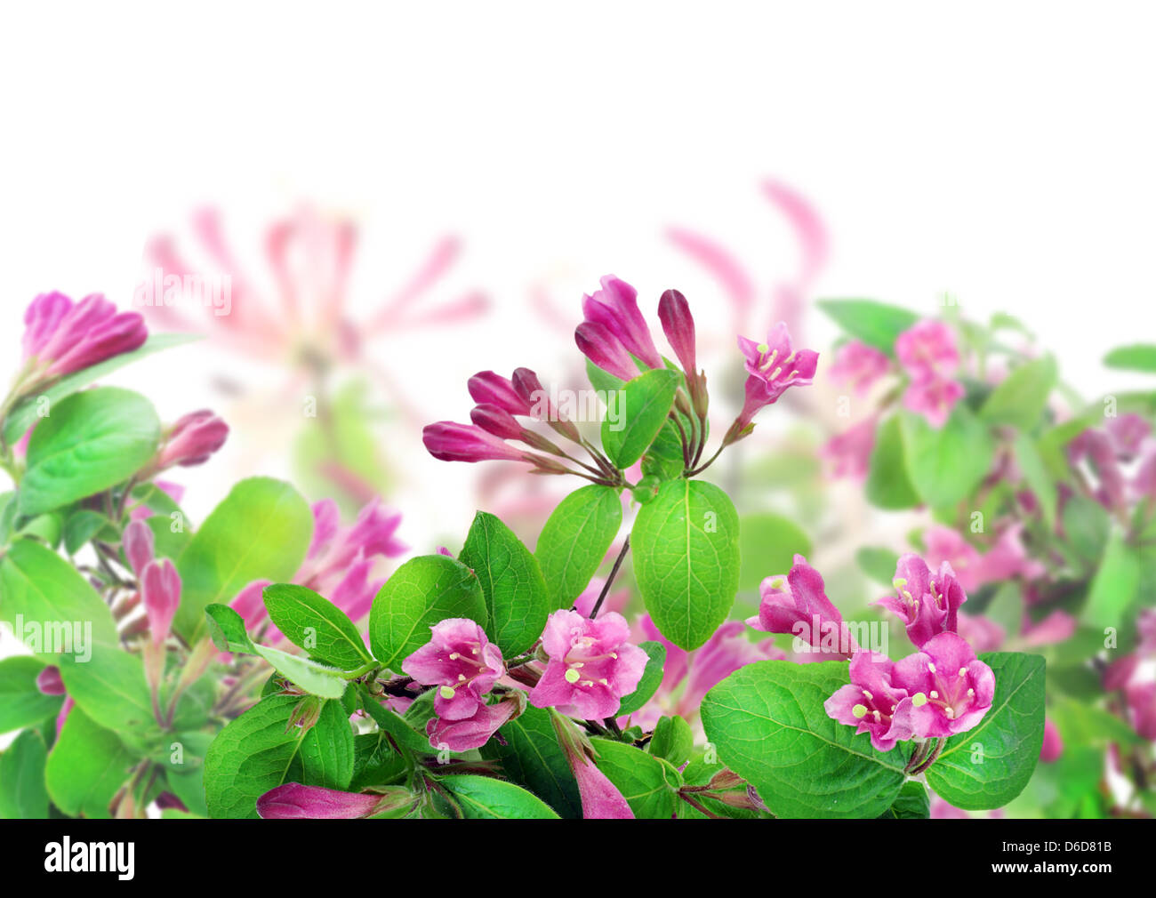 Pink collage postcard Stock Photo - Alamy