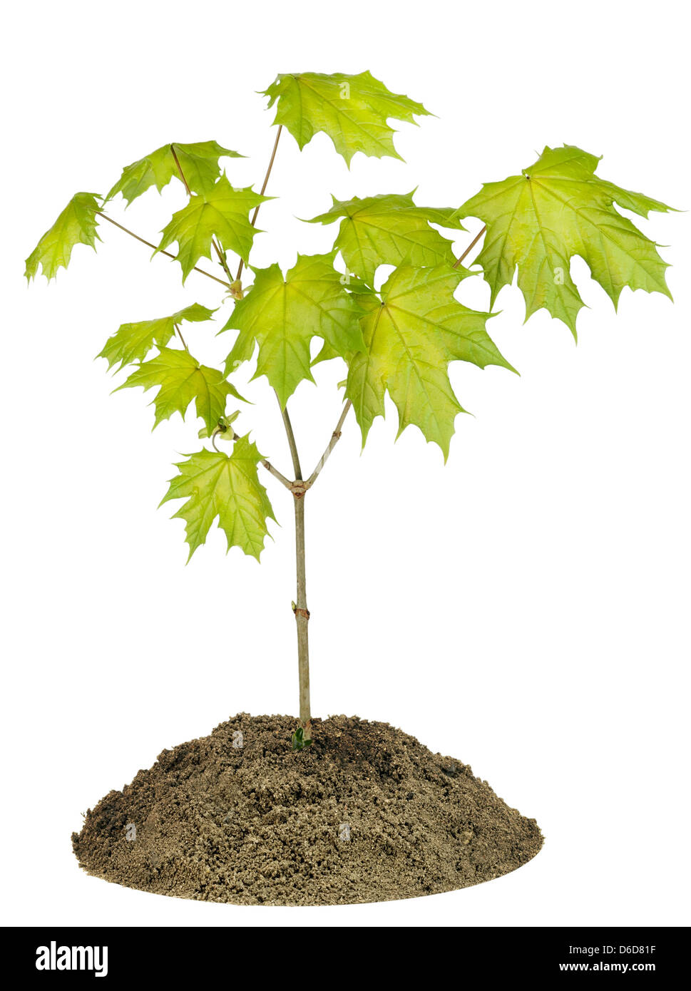 Spring maple tree macro texture Stock Photo - Alamy