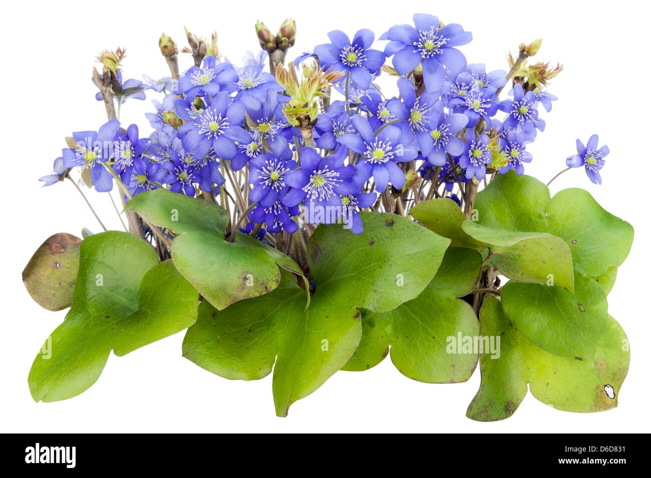 First blossom Cut Out Stock Images & Pictures - Alamy